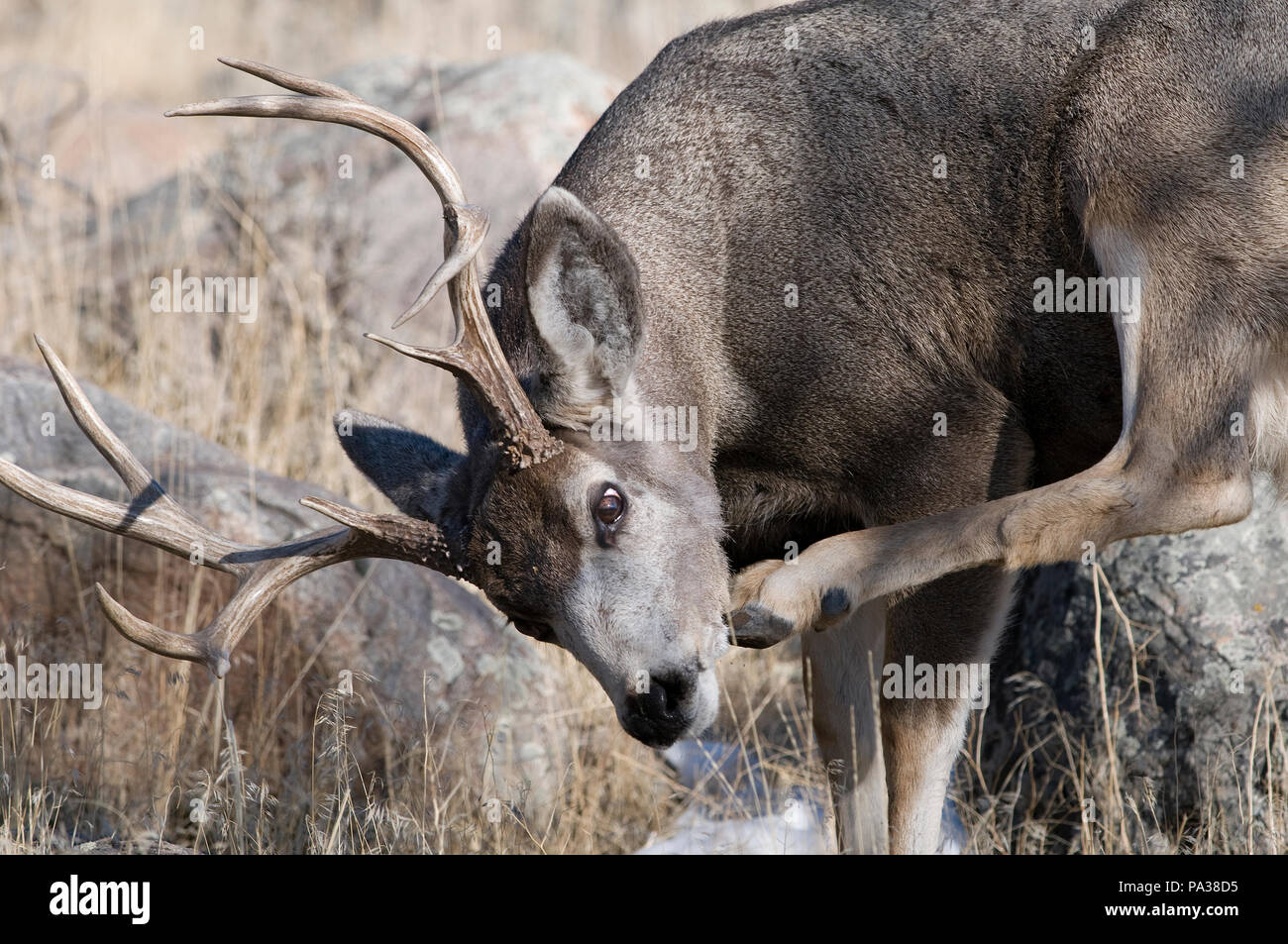 Cerf mulet - Mule Deer - Odocoileus hemionus Stock Photo - Alamy