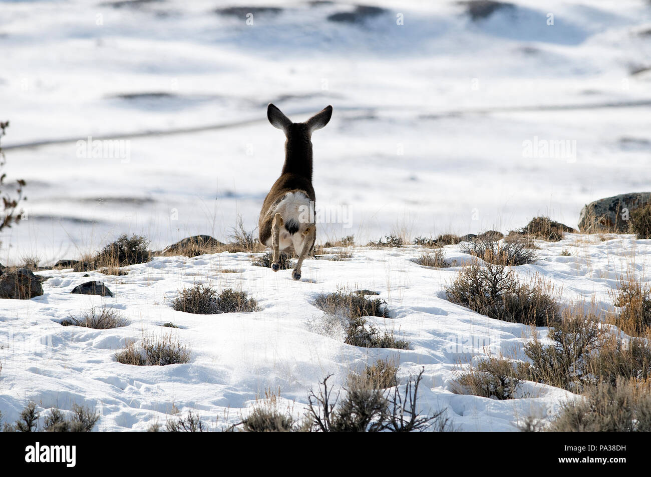 Mule Deer (Odocoileus hemionus) - Jumping - Northern USA Cerf mulet ...