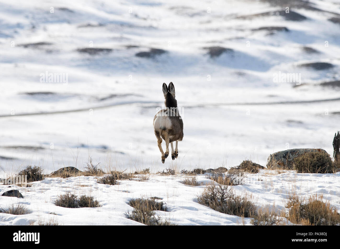 Mule Deer (Odocoileus hemionus) - Jumping - Northern USA Cerf mulet ...