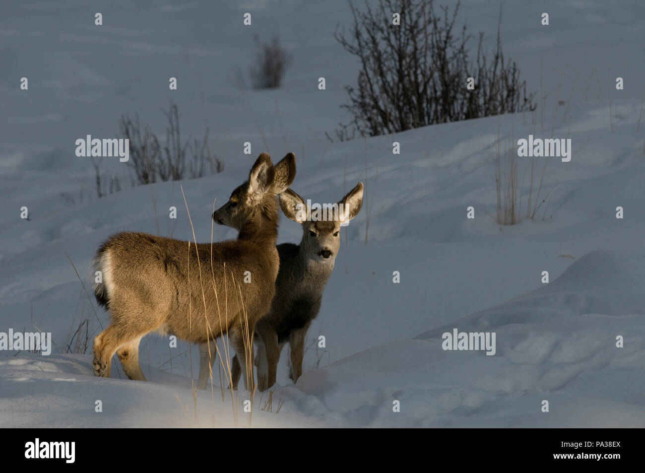 Mule Deer (Odocoileus hemionus) - Calves - Evening - Northern America ...