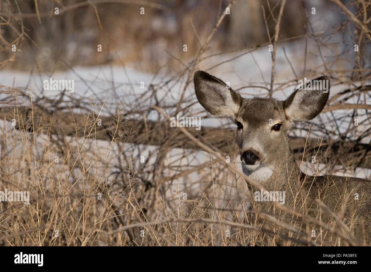 Cerf mulet - Mule Deer - Odocoileus hemionus Stock Photo - Alamy