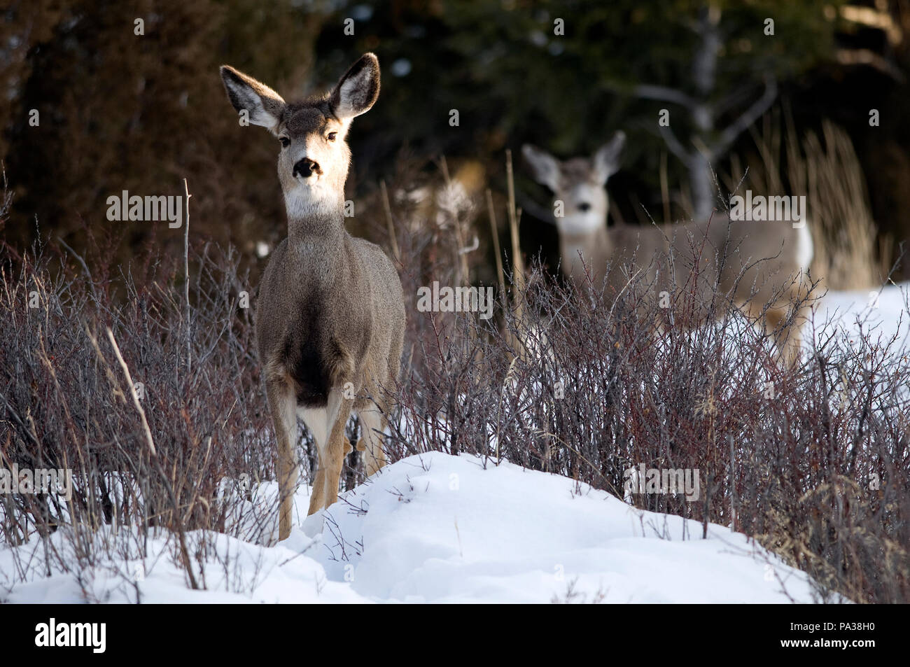 Mule Deer (Odocoileus hemionus) - Northern America Cerf mulet - Cerf à ...