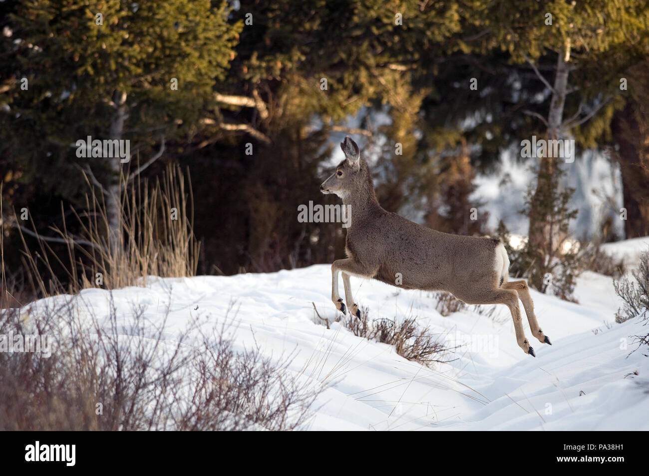 Mule Deer (Odocoileus hemionus) - Jumping - Northern USA Cerf mulet ...
