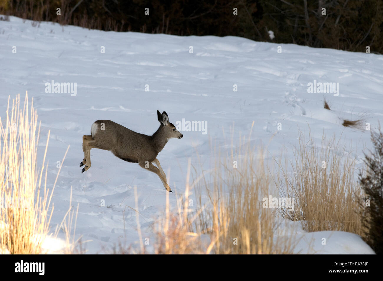 Cerf mulet - Mule Deer - Odocoileus hemionus Stock Photo - Alamy