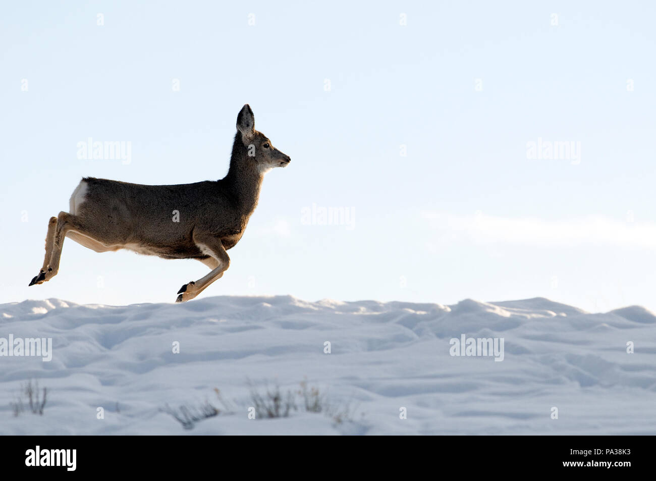 Mule Deer (Odocoileus hemionus) - Jumping - Northern USA Cerf mulet ...