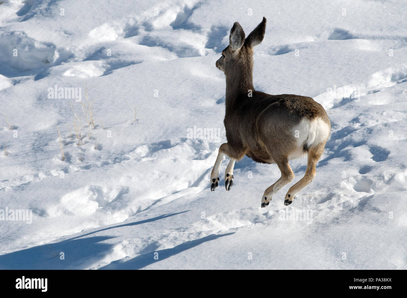 Cerf mulet - Mule Deer - Odocoileus hemionus Stock Photo - Alamy
