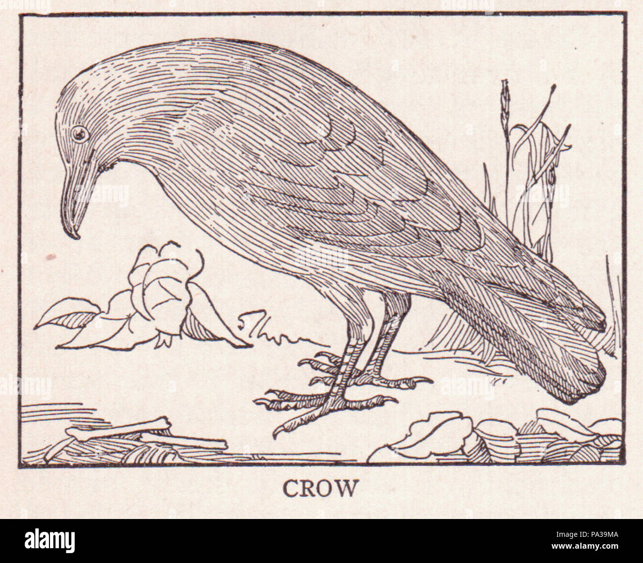 Crow tribe history hi-res stock photography and images - Alamy
