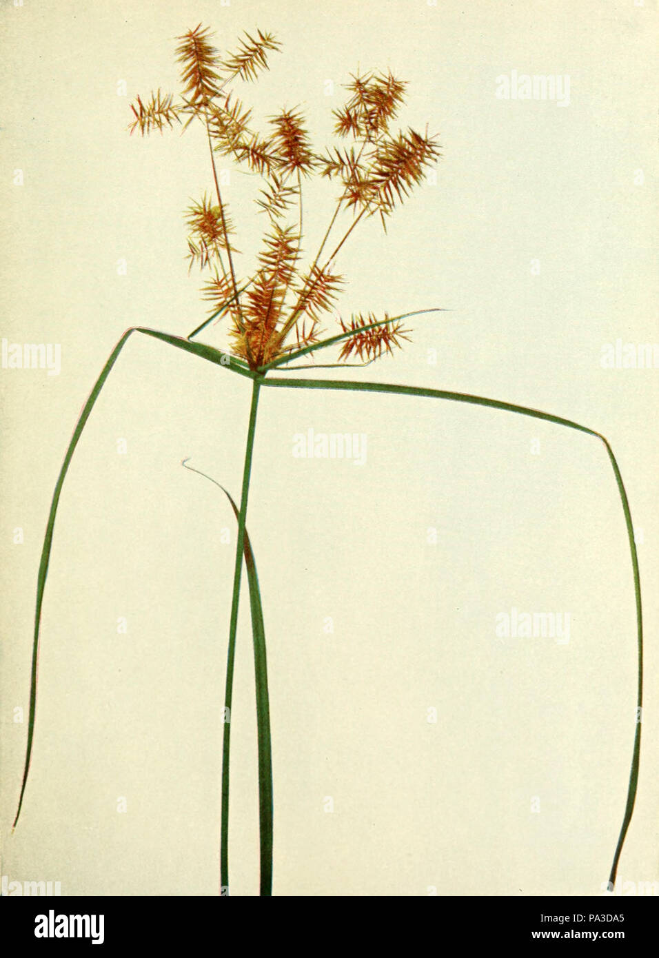 Cyperus species hi-res stock photography and images - Alamy