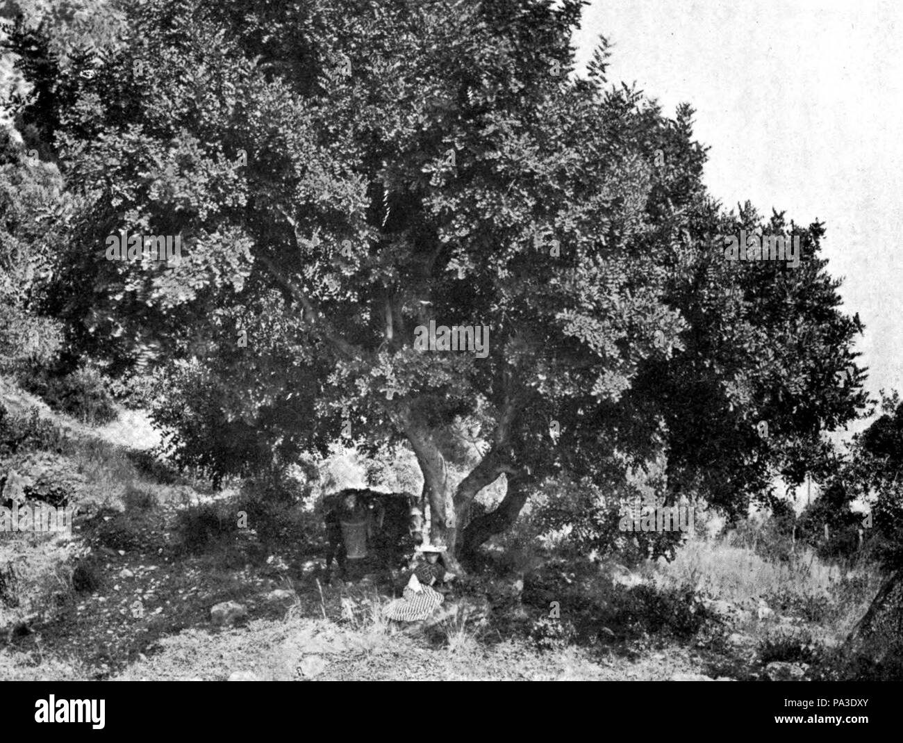77 A Carob Tree - A Book of the Riviera Stock Photo - Alamy