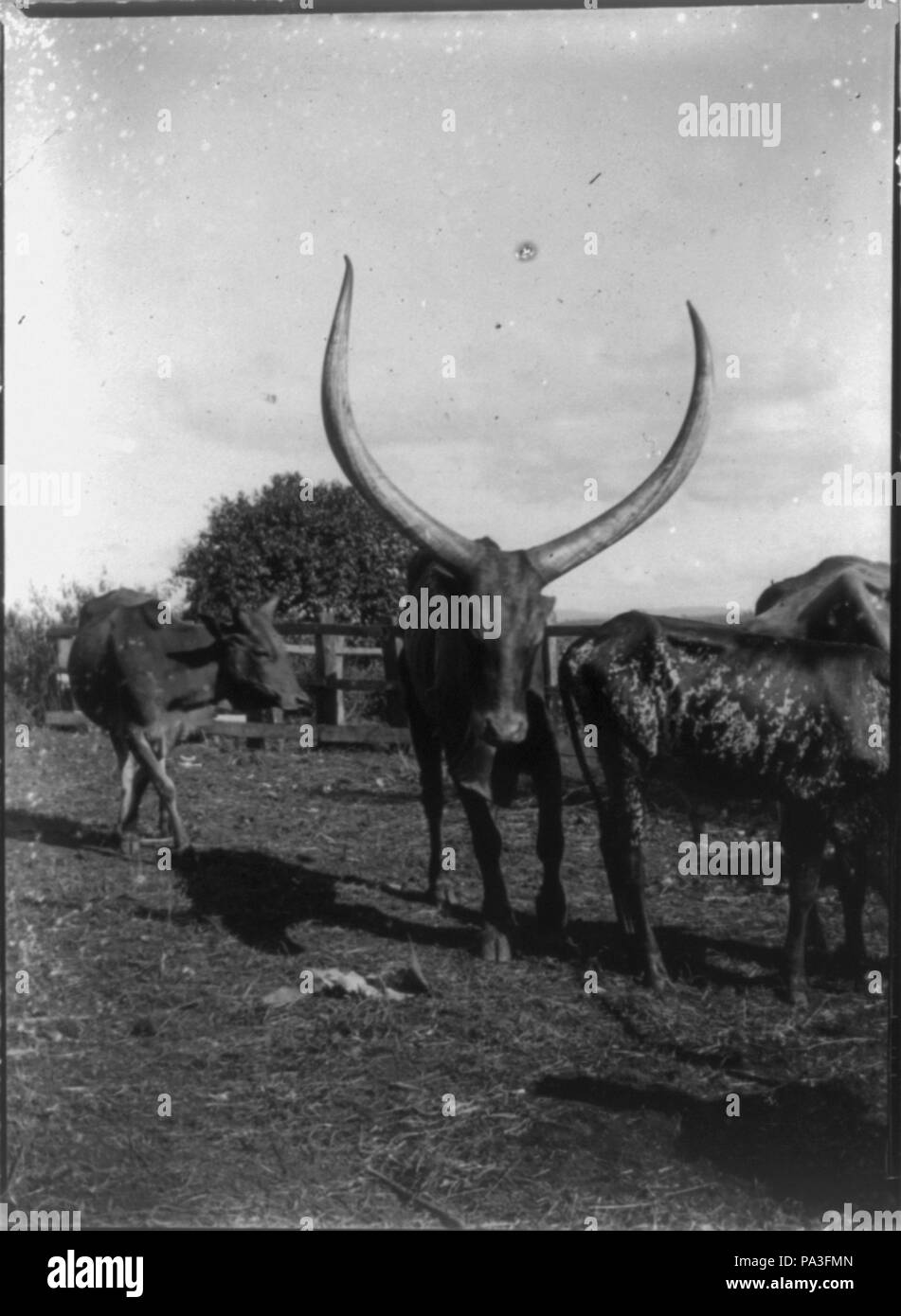 History of cattle breeds hi-res stock photography and images - Alamy