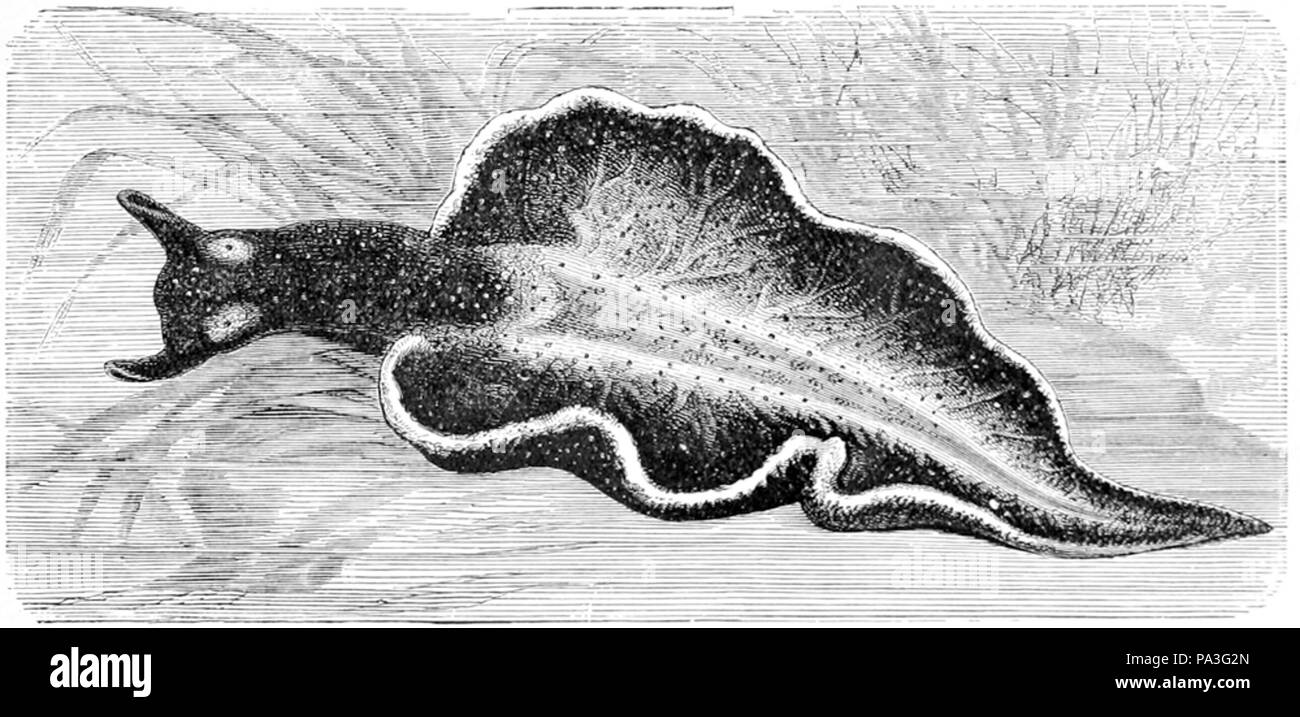 Elysia hi-res stock photography and images - Alamy