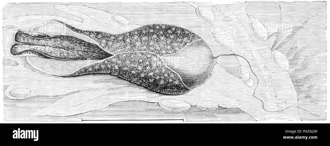 Akera bullata hi-res stock photography and images - Alamy