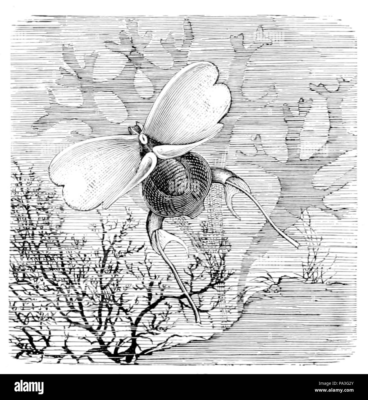 Gastropod species Cut Out Stock Images & Pictures - Alamy