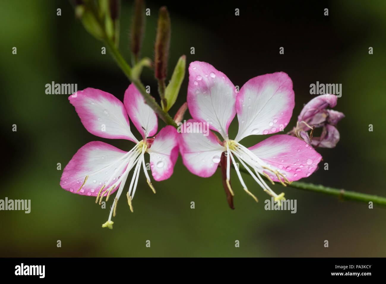 Pink gaura hi-res stock photography and images - Alamy