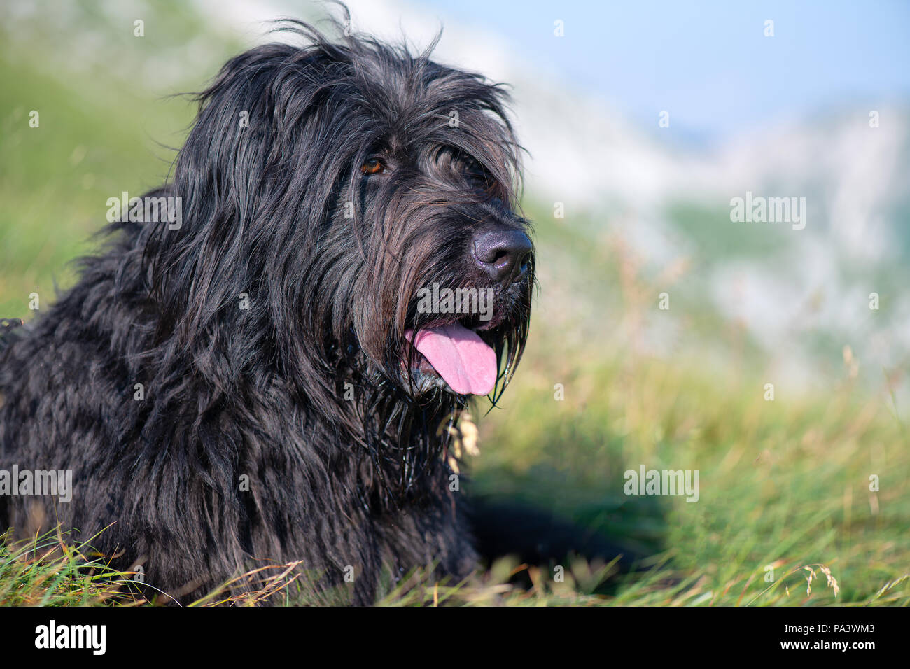 A bergamasco shepherd hi-res stock photography and images - Alamy