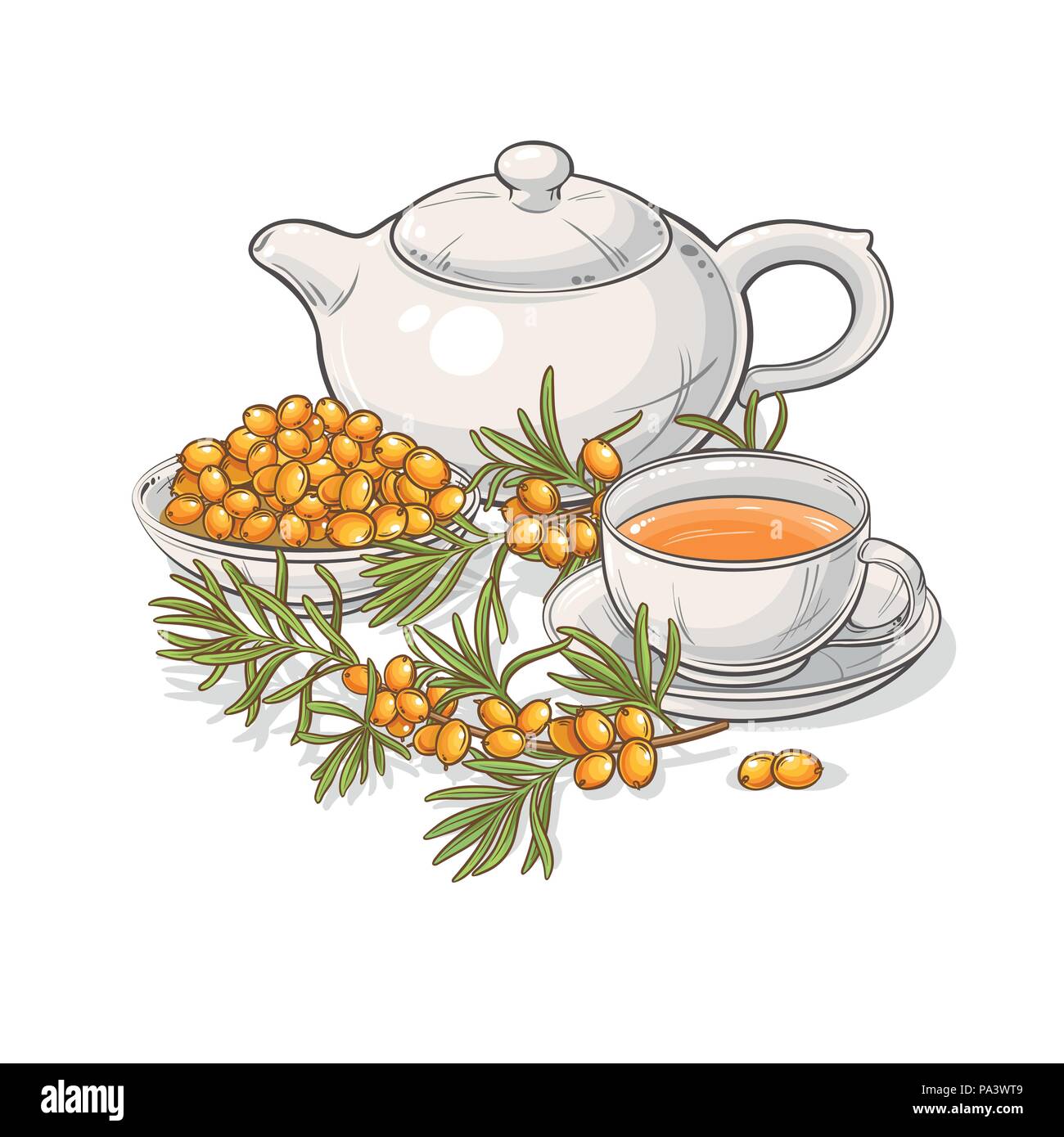 sea buckthorn tea vector illustration on white background Stock Vector ...