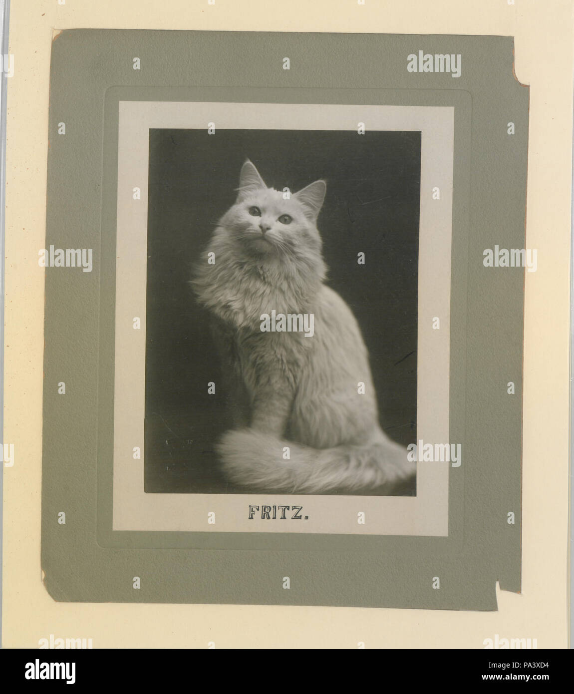 Fritz the cat hi-res stock photography and images - Alamy