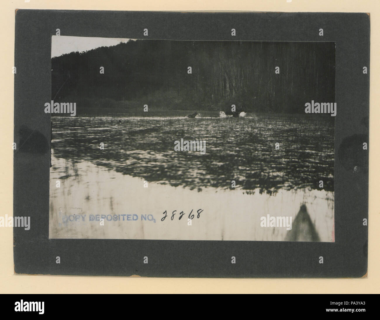 355 Cow moose and calf running towards shore (HS85-10-28268) original ...