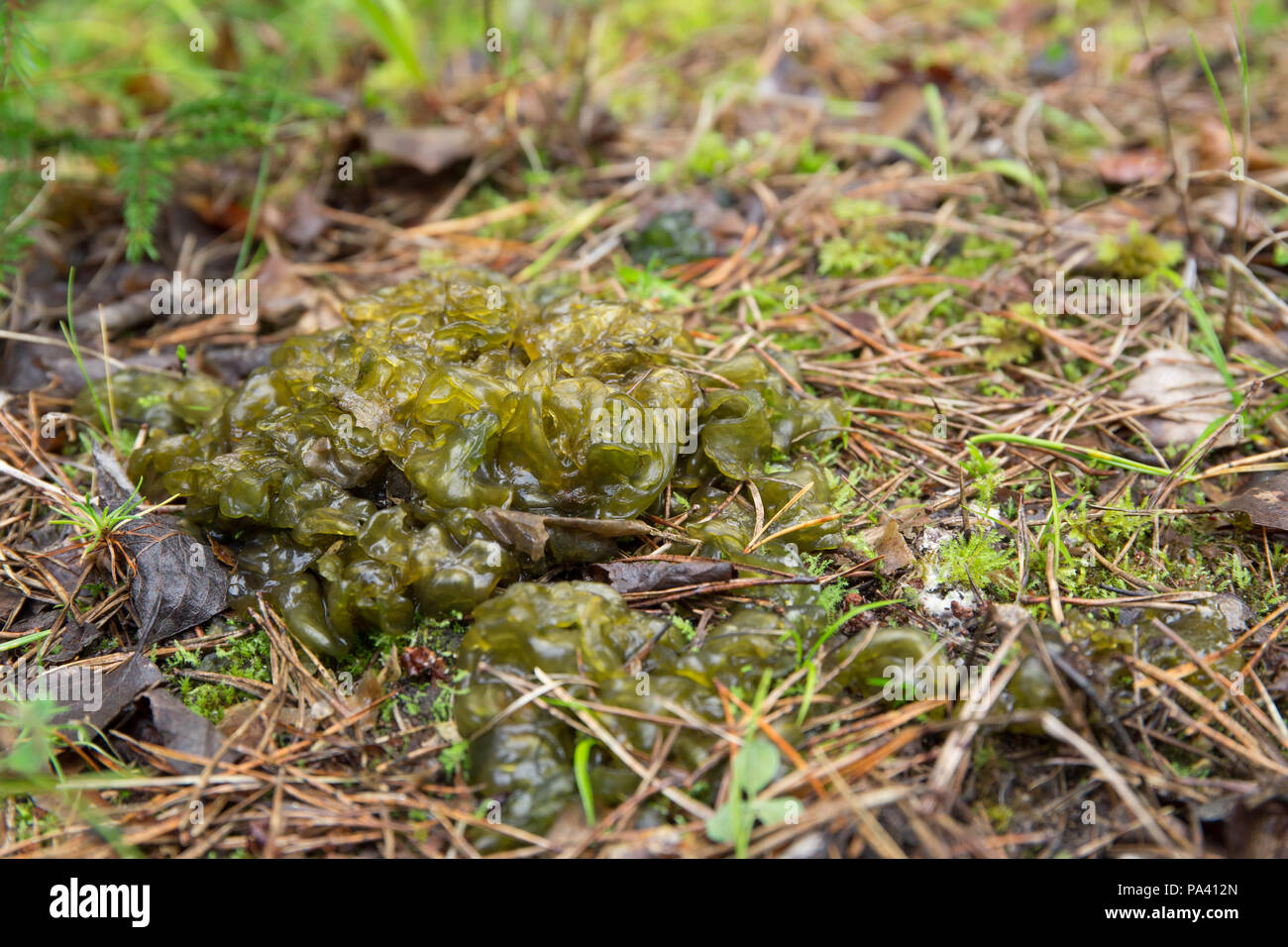 Star jelly (colonial bacteria Stock Photo - Alamy