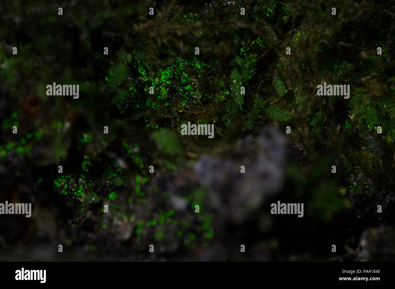 Spherical moss hi-res stock photography and images - Alamy