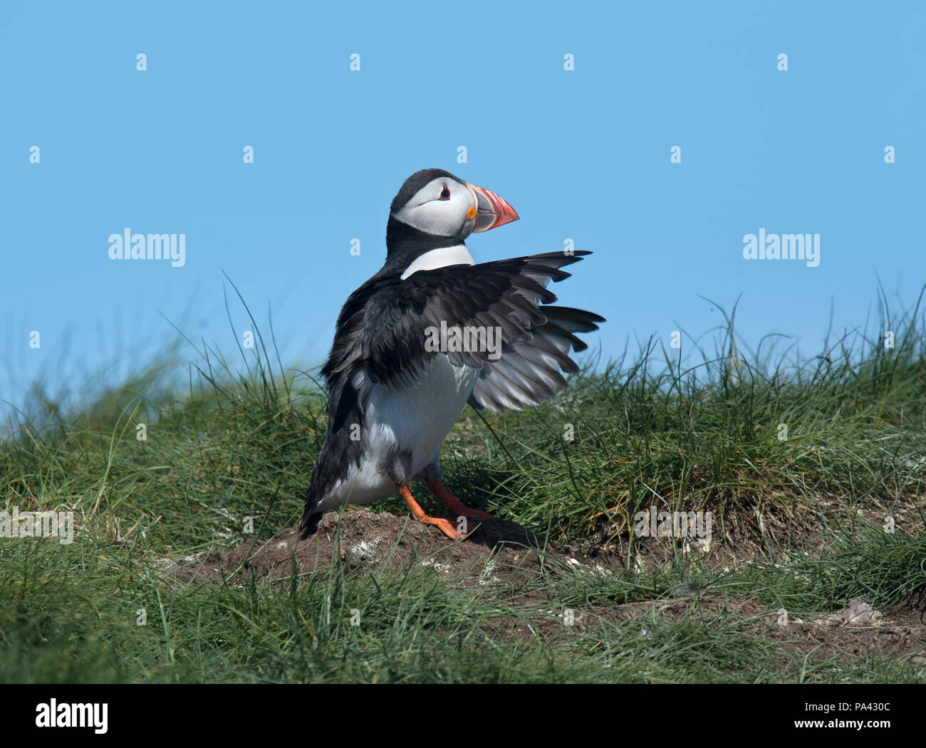 Atlantic Puffin, Fratercula arctica, stretching wings on clifftop ...