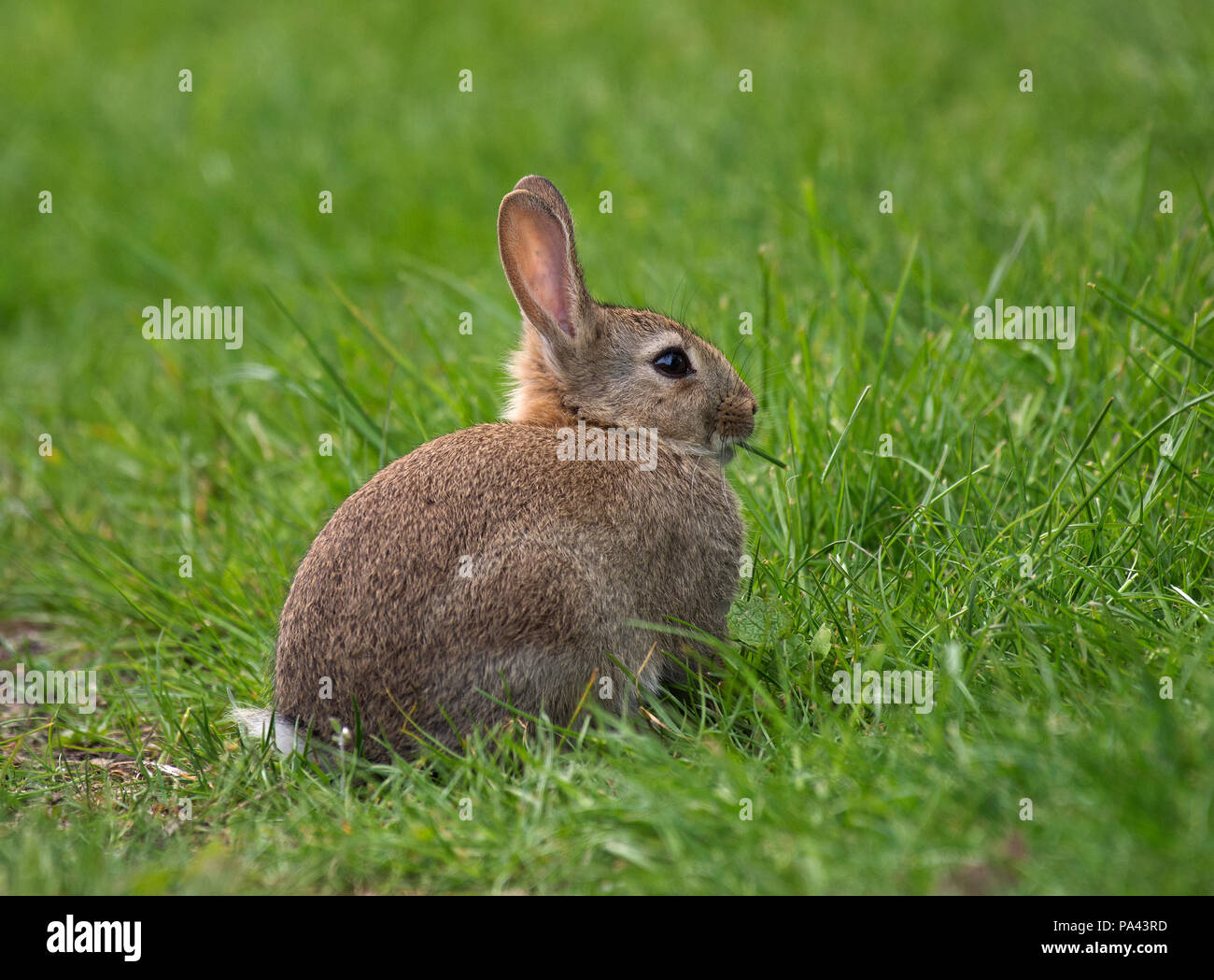 European Common Rabbit, oryctolagus cunniculus, youngster, eating grass ...