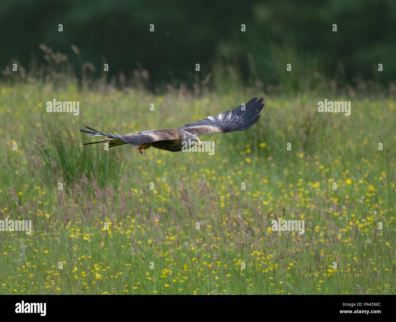 Swooping predator hi-res stock photography and images - Alamy