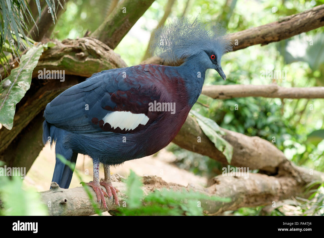 Female blue pheasant bird Stock Photo - Alamy