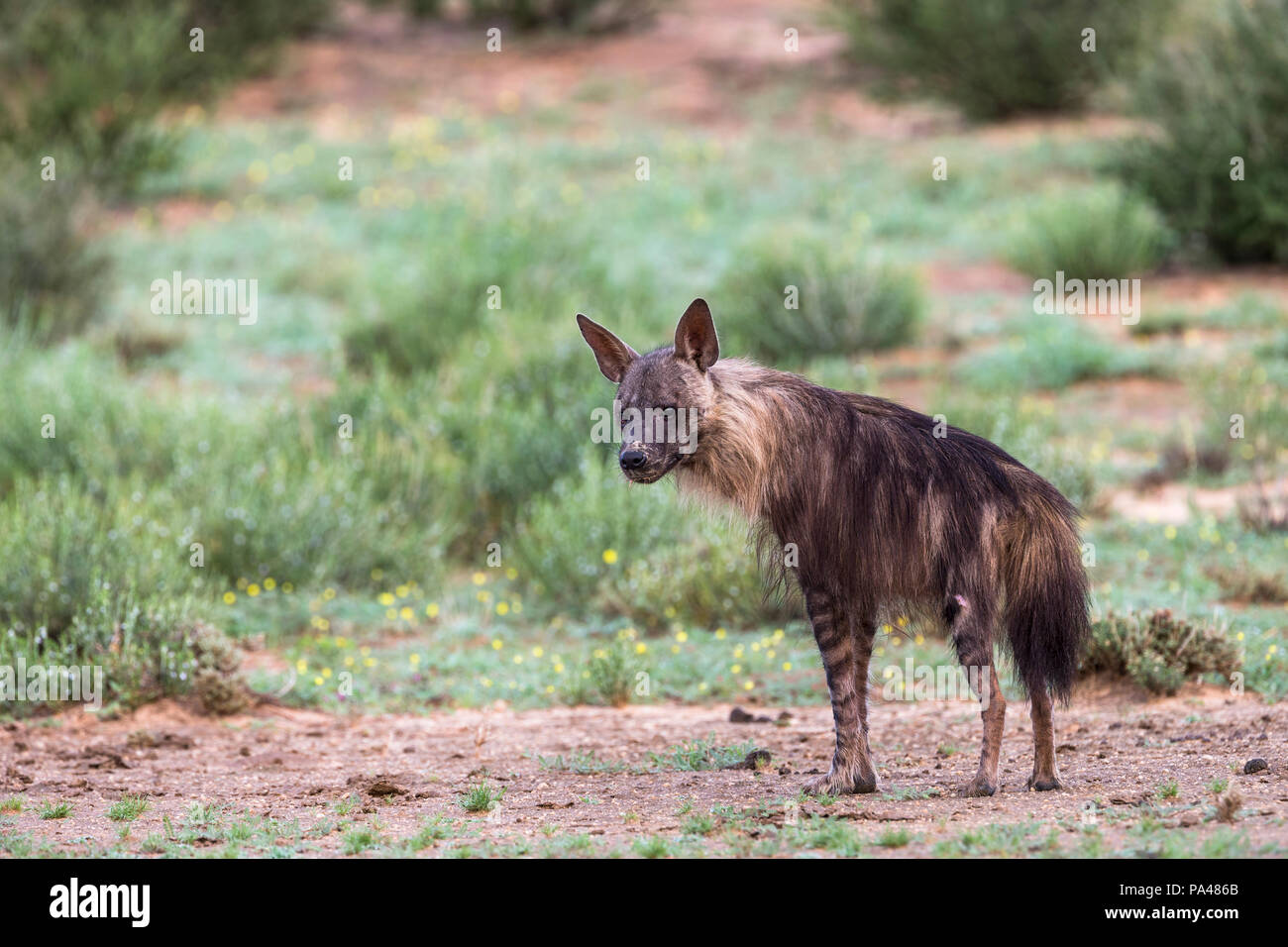 Brown hyena parahyaena brunnea hi-res stock photography and images - Alamy