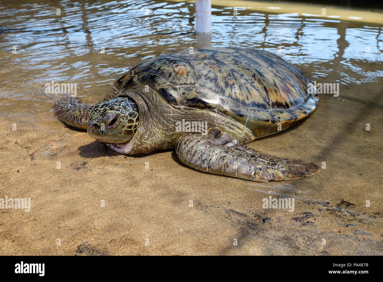 Adult turtles hi-res stock photography and images - Alamy