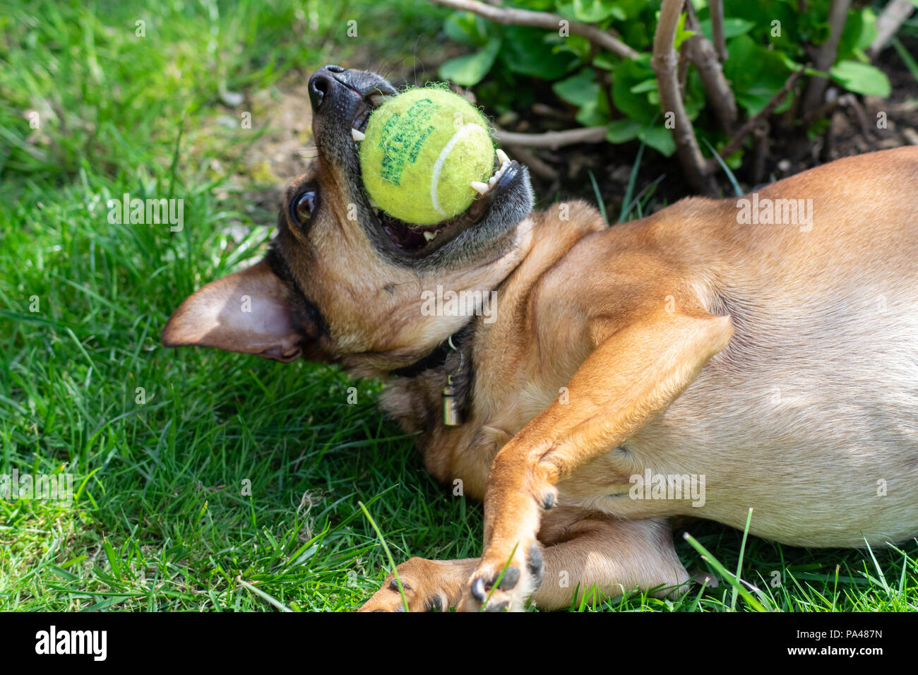 dog playing with a ball Stock Photo - Alamy