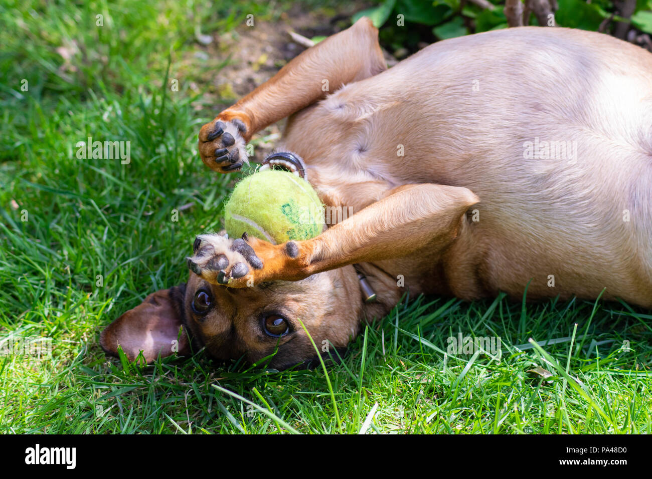 dog playing with a ball Stock Photo - Alamy