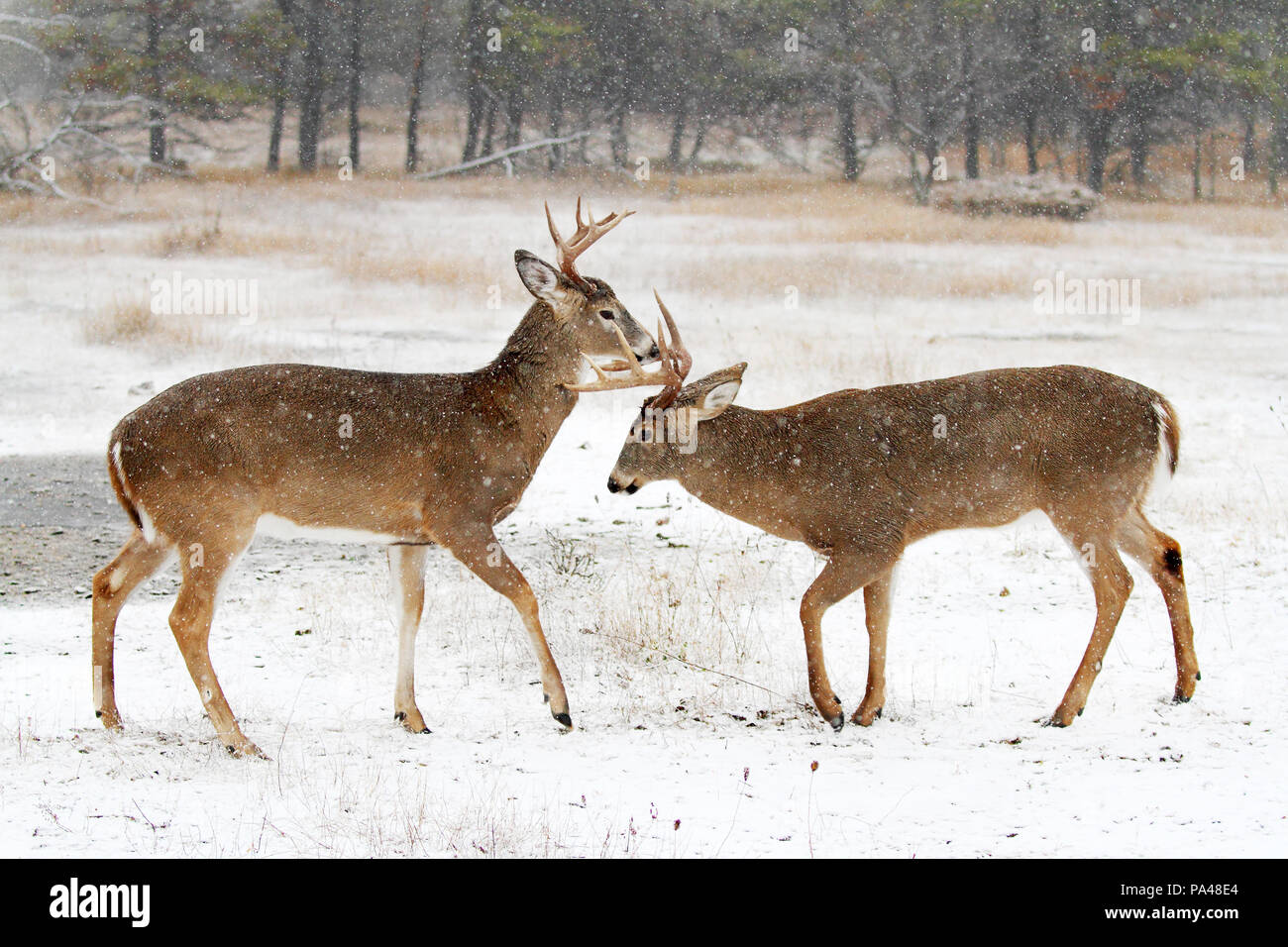 Two white-tailed deer bucks fighting each other on a snowy day in ...