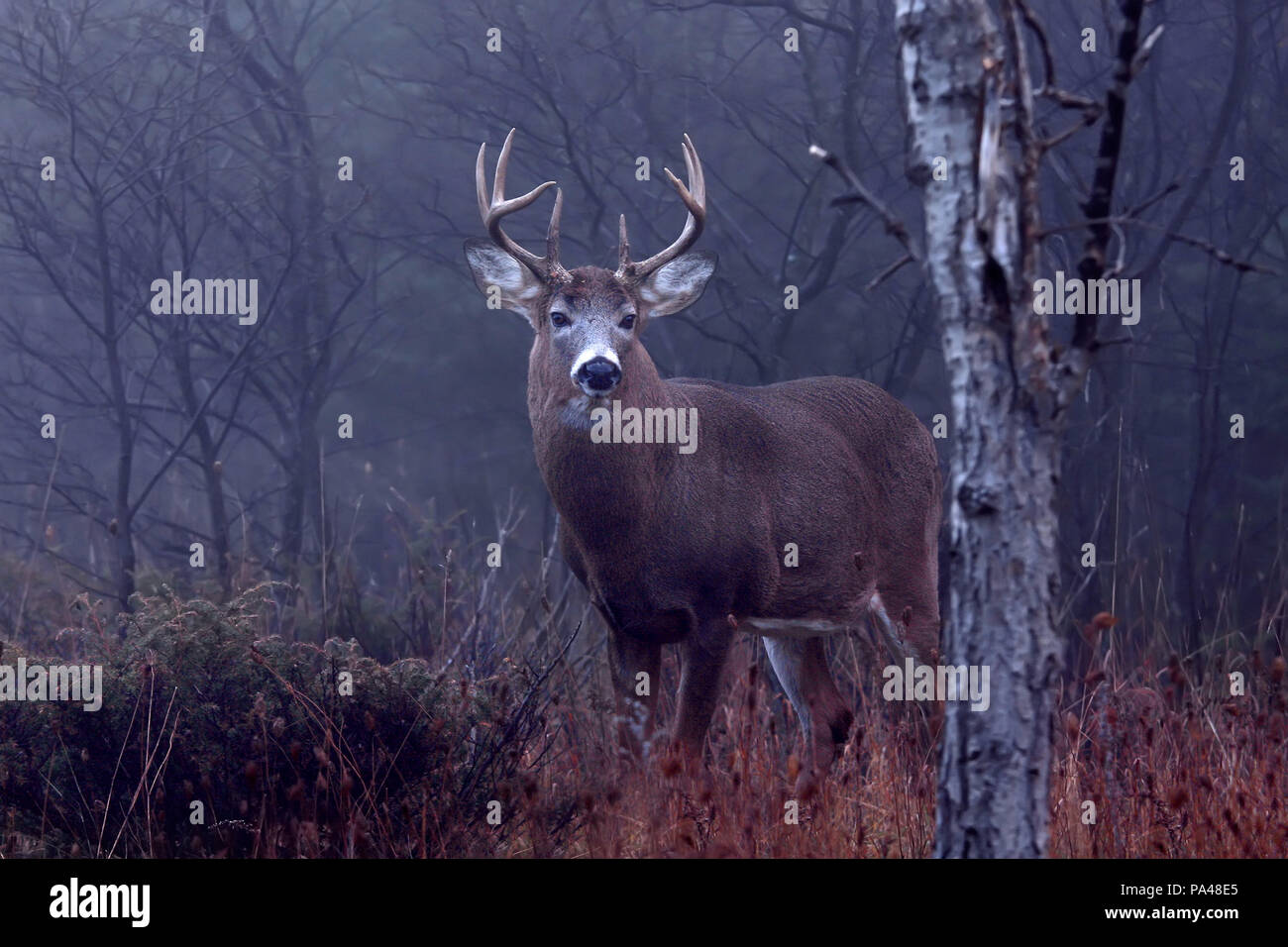 Huge Deer