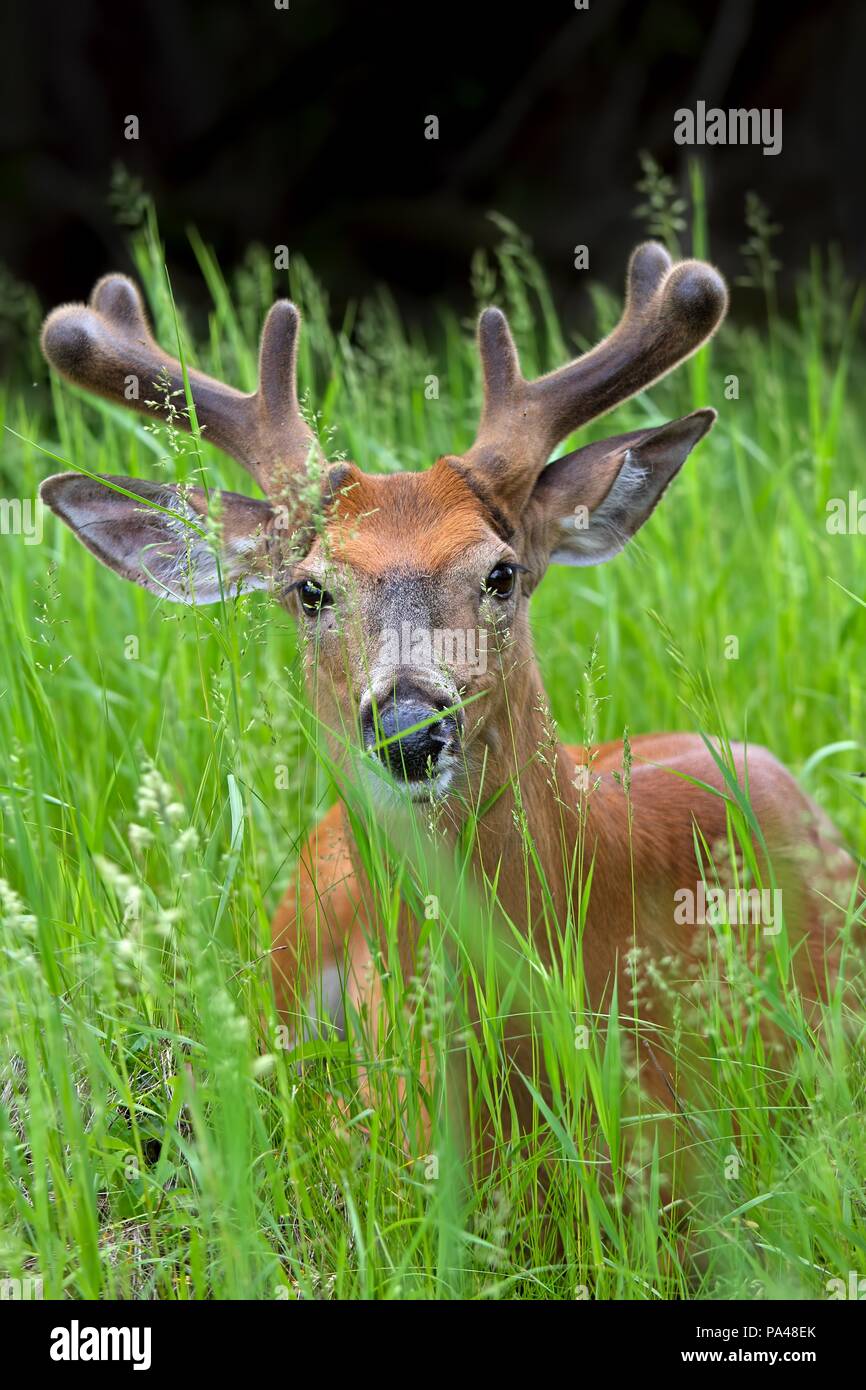 Whitetail with velvet antlers hi-res stock photography and images - Alamy