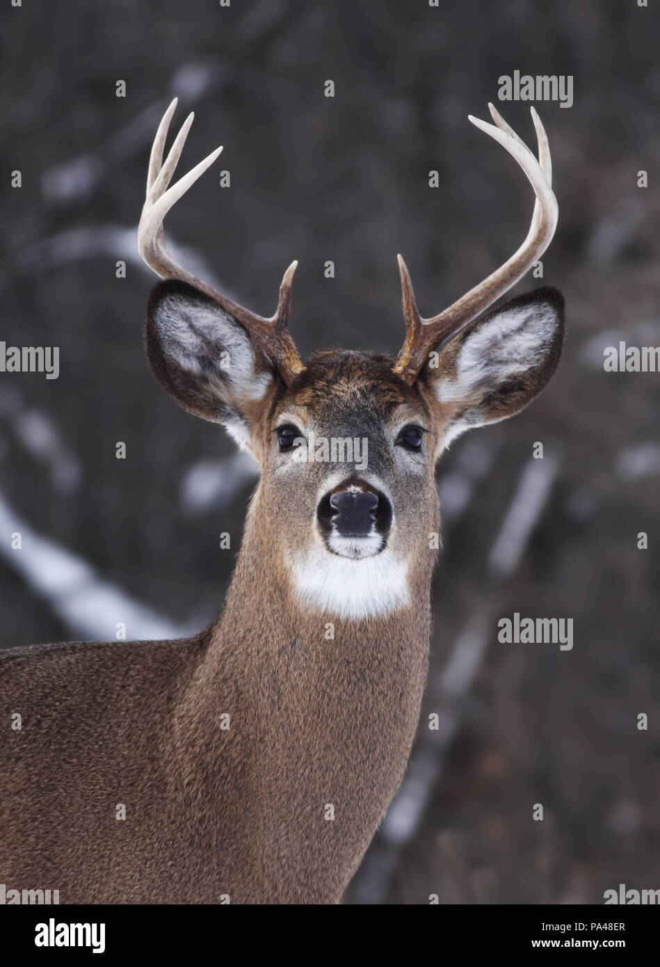 Big buck deer snow hi-res stock photography and images - Alamy