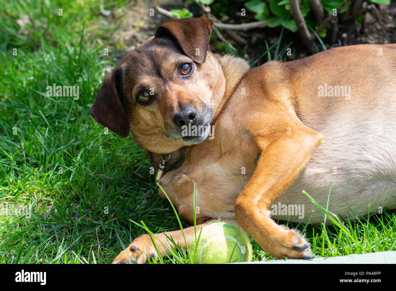 dog playing with a ball Stock Photo - Alamy
