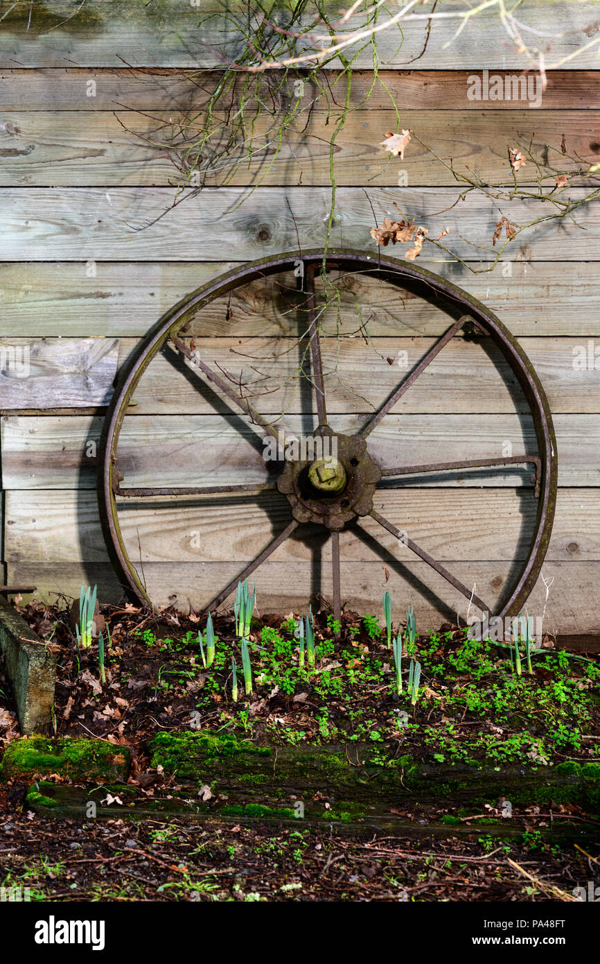 Daffodils emerging, it's nearly Spring Stock Photo - Alamy