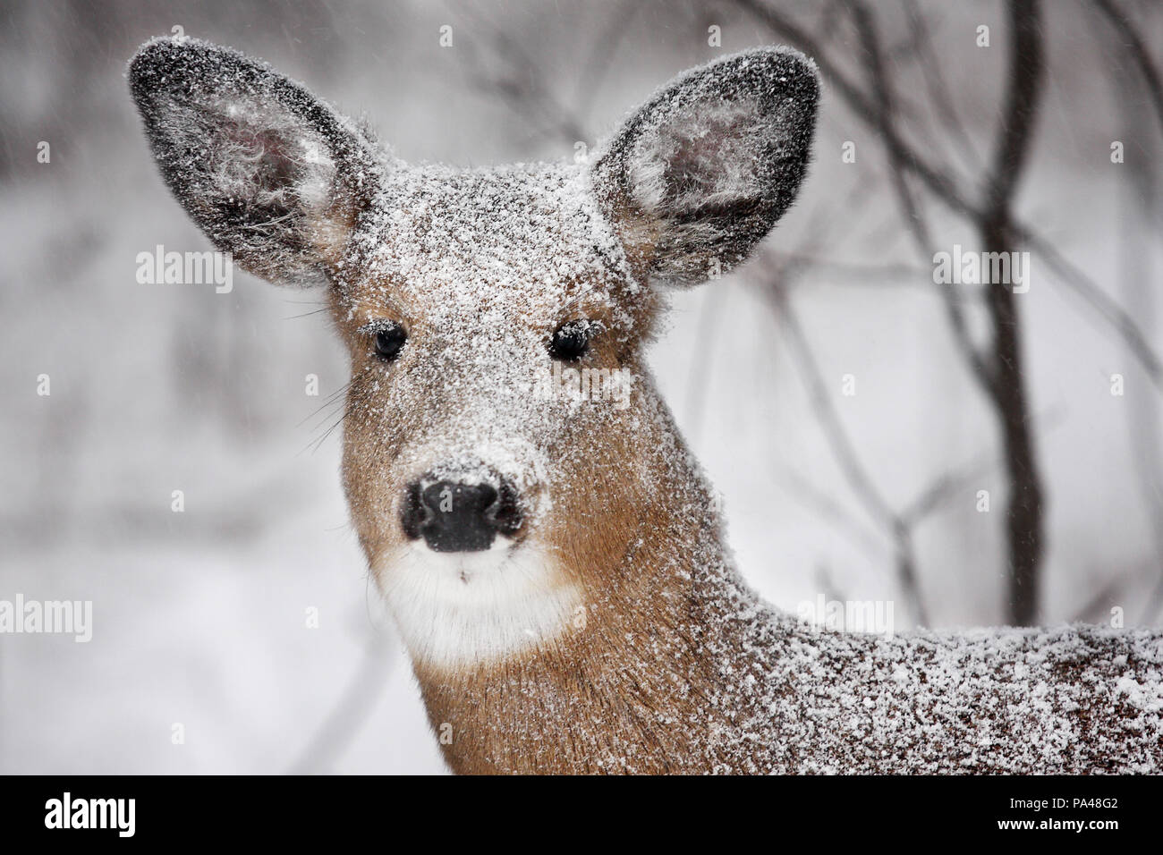 White-tailed deer in winter in Canada Stock Photo - Alamy