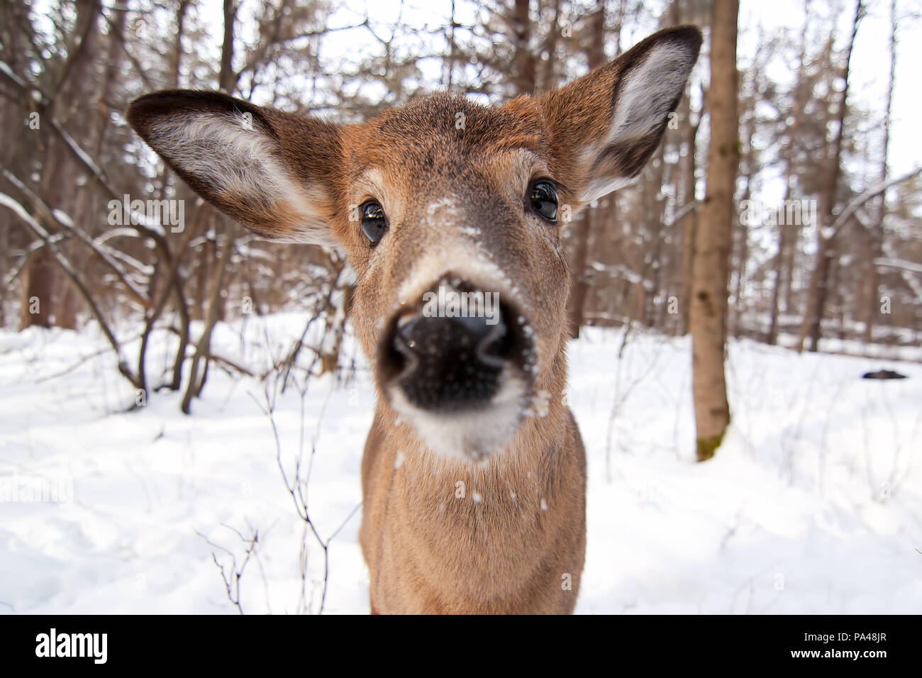 White-tailed deer in winter in Canada Stock Photo - Alamy