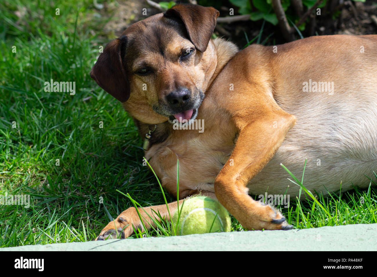 dog playing with a ball Stock Photo - Alamy