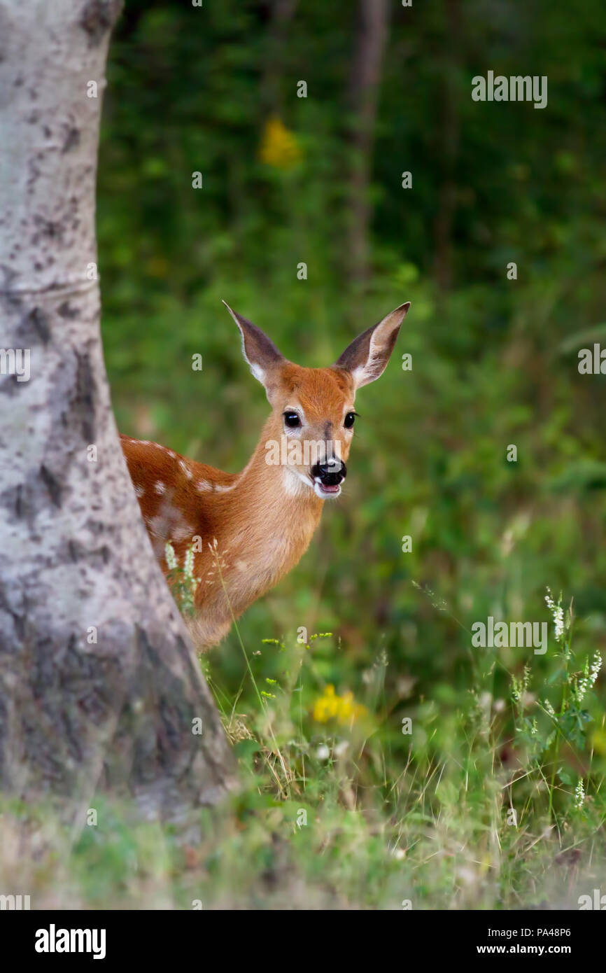 White-tailed deer fawn (Odocoileus virginianus) peeking out from behind ...