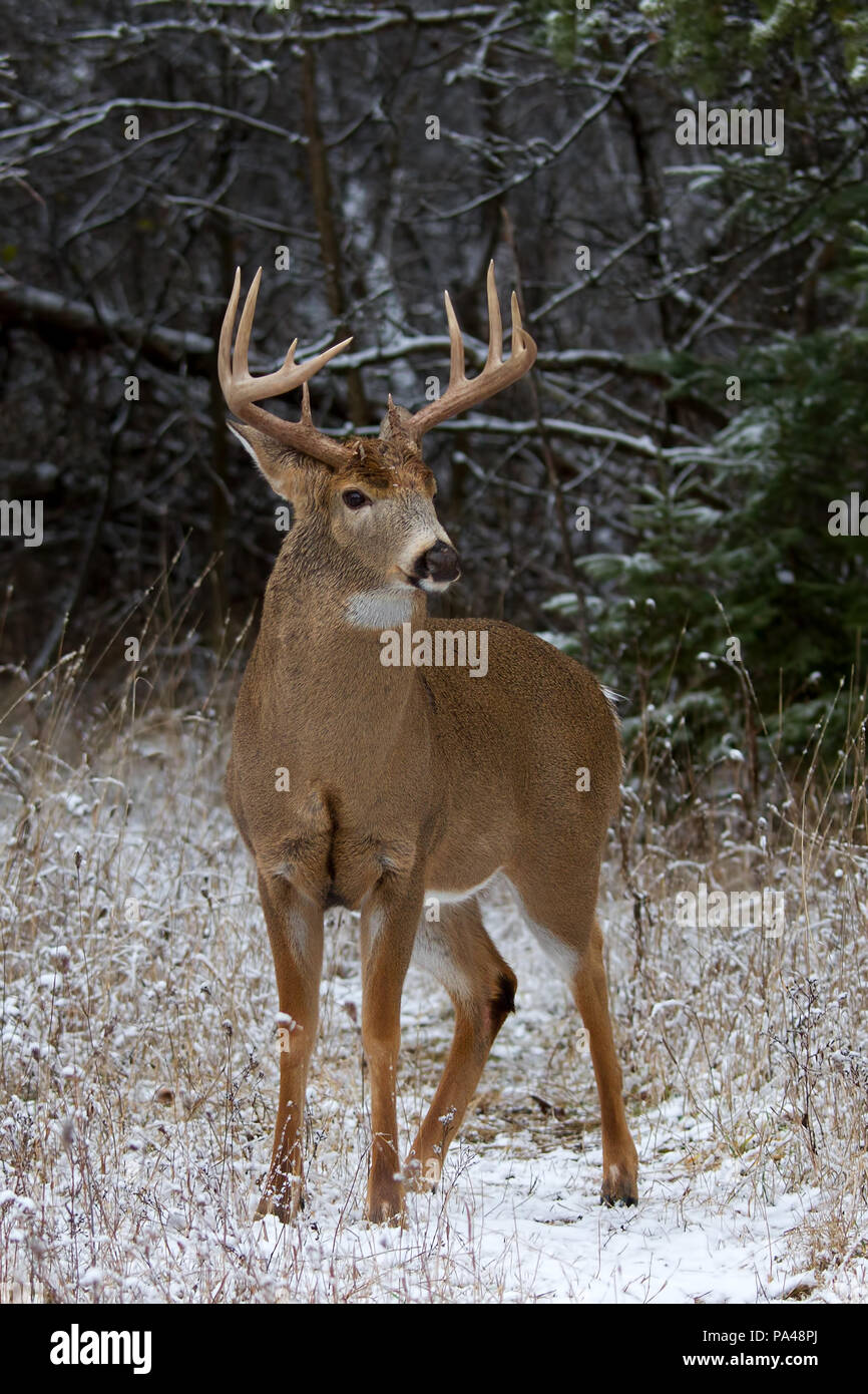 White-tailed deer buck in the winter snow in Canada Stock Photo - Alamy