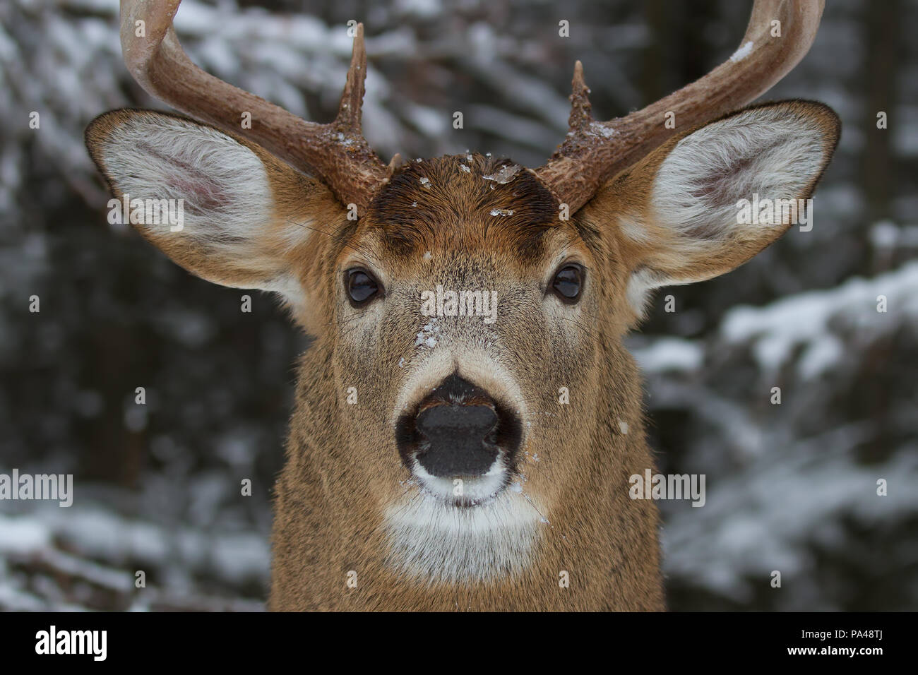 Deer Images Stock Photos & Deer Images Stock Images - Alamy