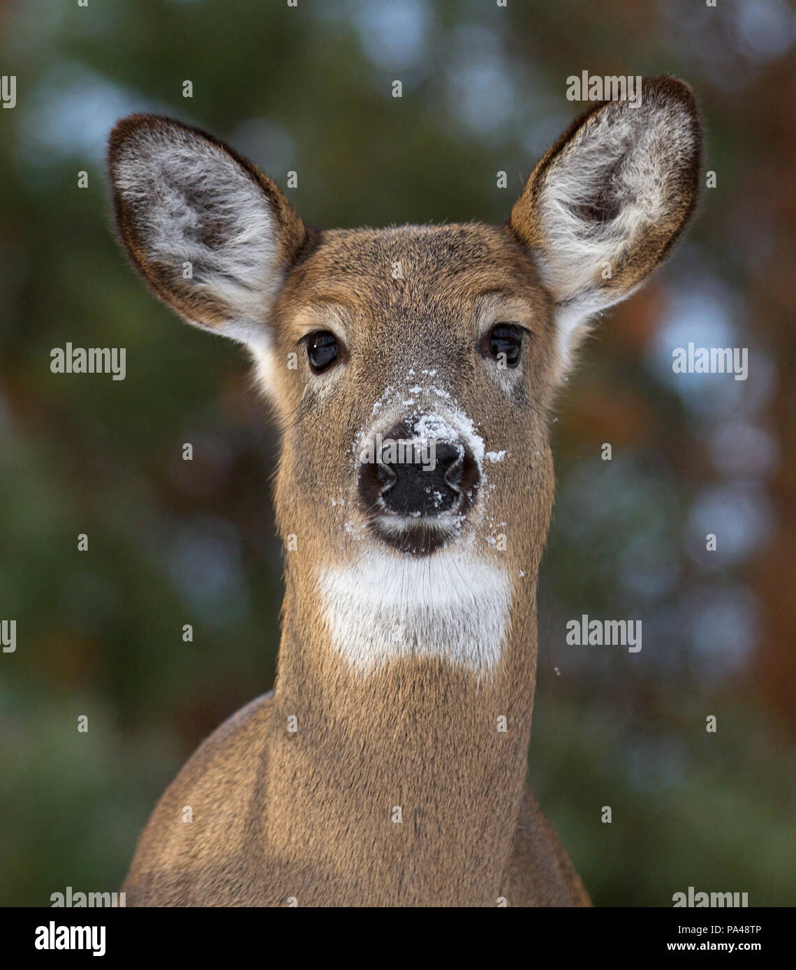 White tailed deer in winter hi-res stock photography and images - Alamy