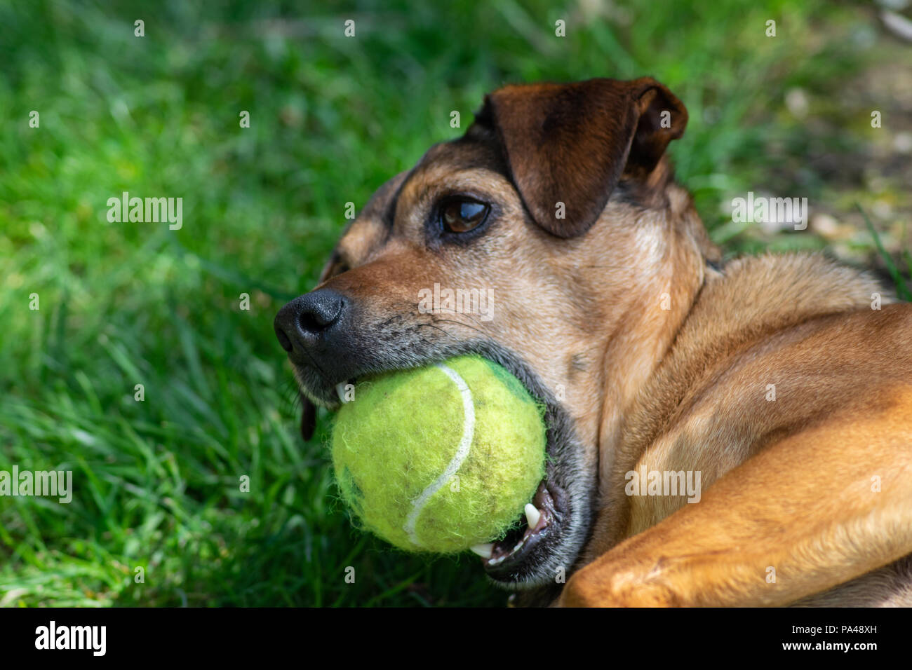 dog playing with a ball Stock Photo - Alamy
