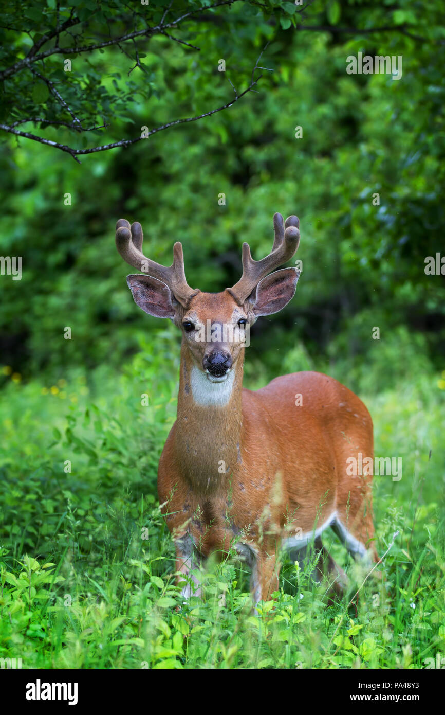 Velvet antlers hi-res stock photography and images - Alamy