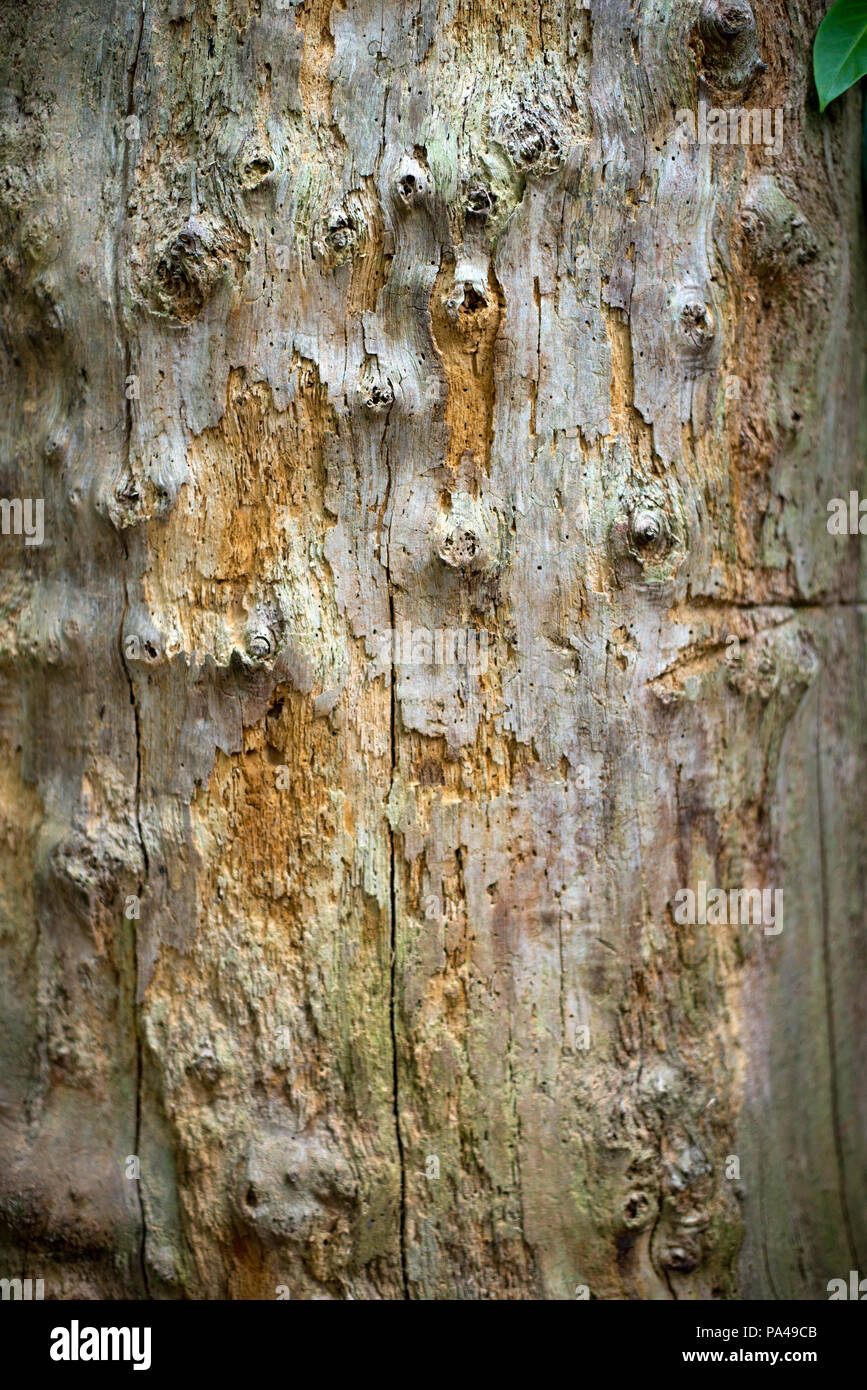 Deteriorating environment hi-res stock photography and images - Alamy