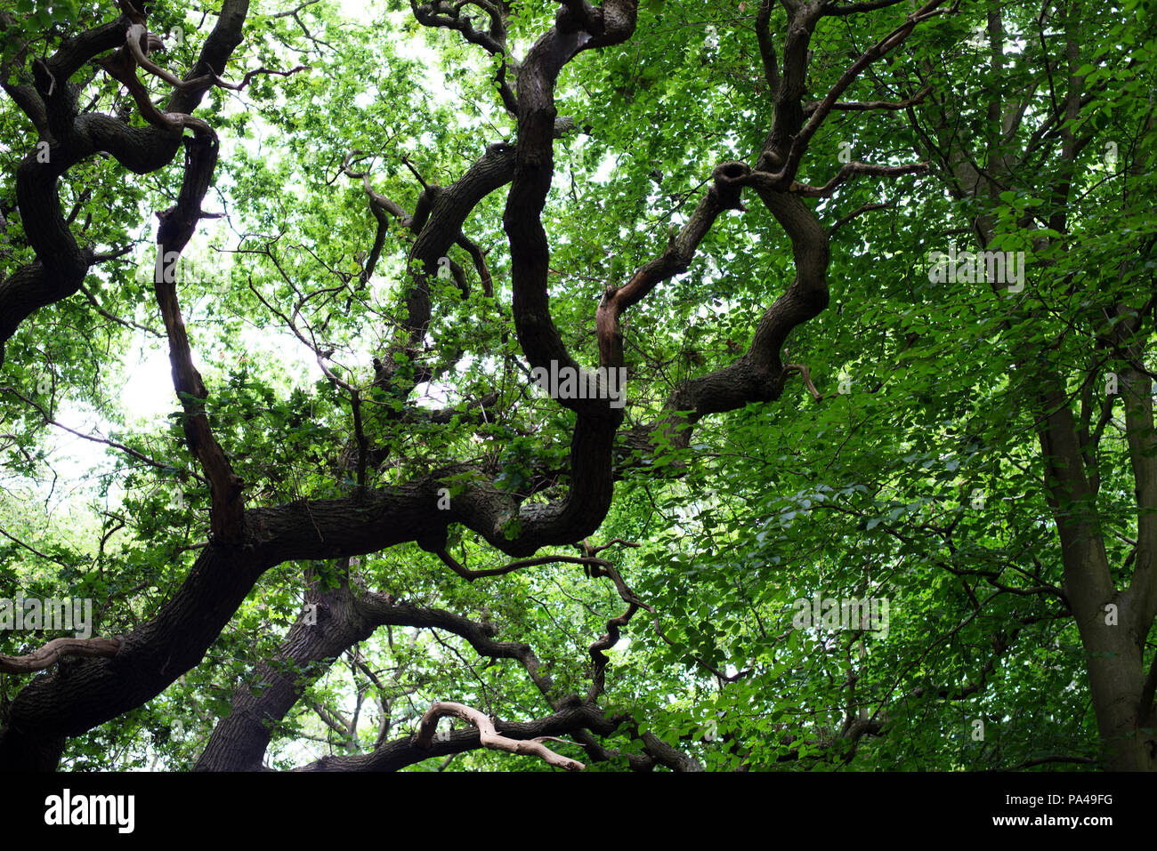 Dense tree canopy hi-res stock photography and images - Alamy