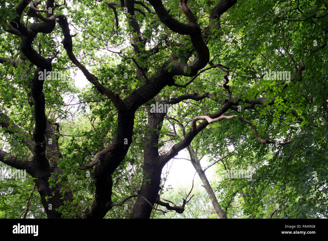 Dense Tree Canopy High Resolution Stock Photography and Images - Alamy